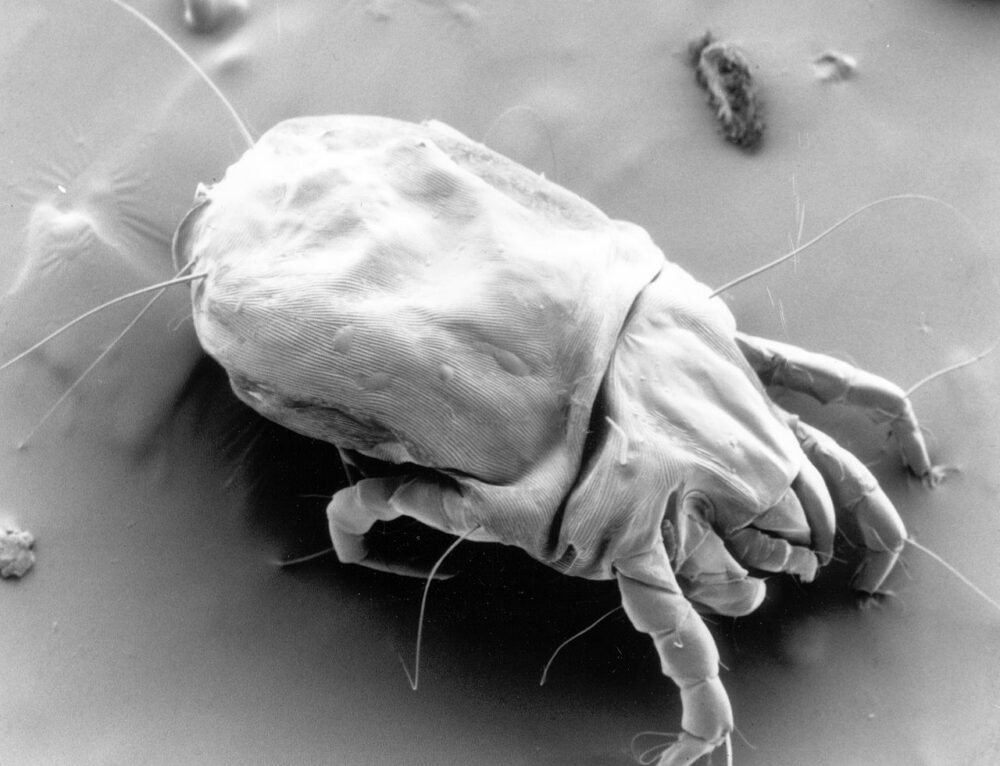 Does UV Light Kill Dust Mites? (Ultraviolet-C Explained)
